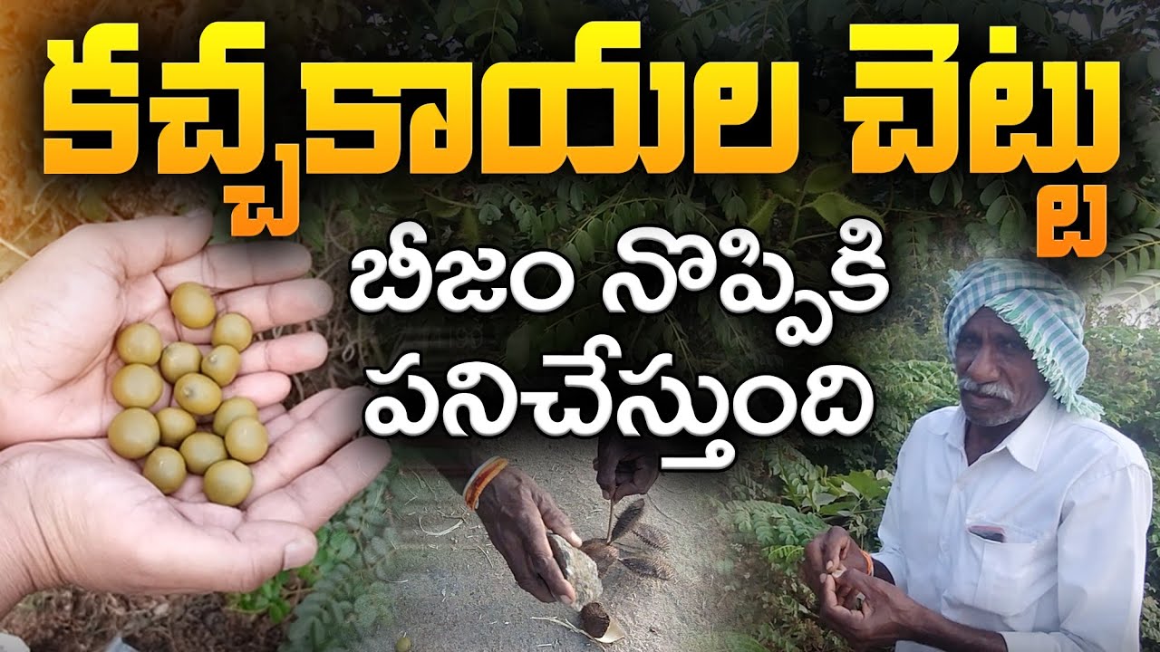 Kacha Kayala Chettu | Kacha Kayala Chettu in Telugu | కచ్చకాయల చెట్టు ...