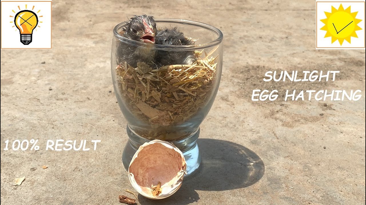 SUNLIGHT Egg Hatching with 100% Result - Real Sunlight Hatching - YouTube