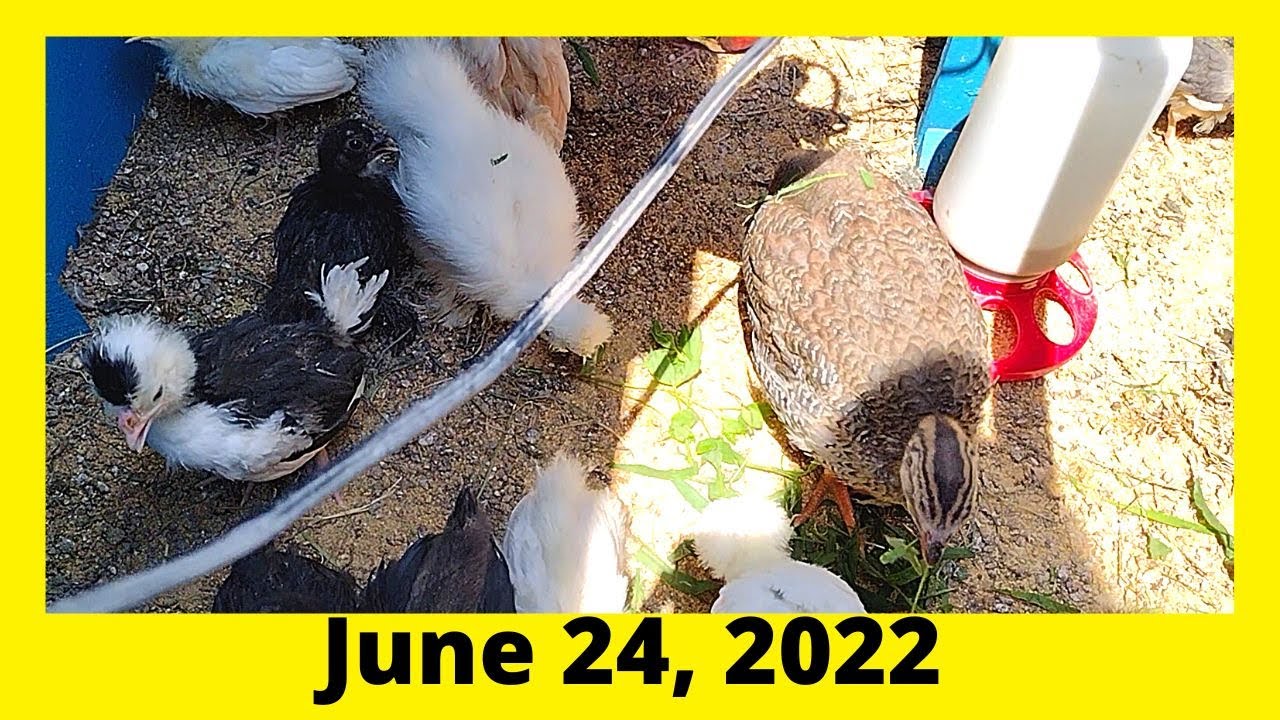 Chick Flick Polish, Cochin & Silkie Chicks 2022-06-24 - YouTube