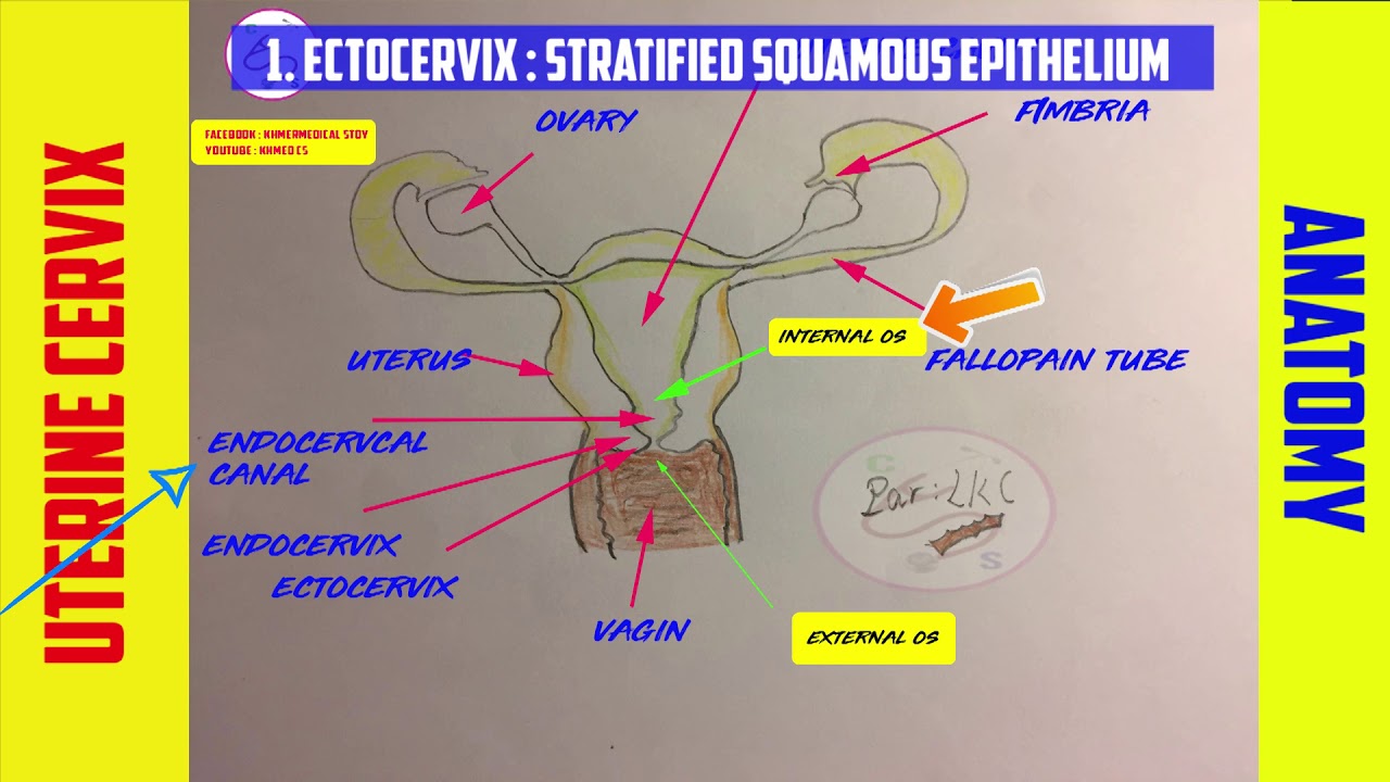 anatomy of uterine cervix ( col uterine ) - YouTube