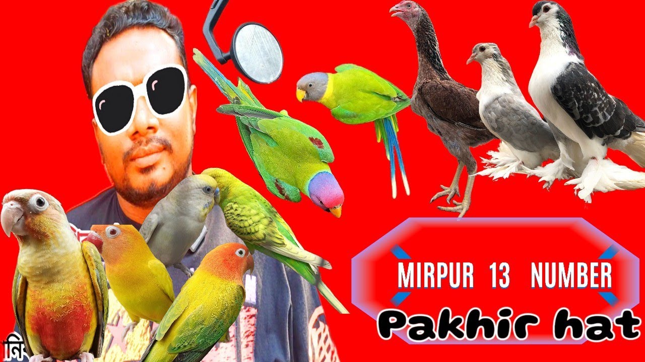 মিরপুর ১৩ নম্বর বটতলা পাখির হাট। Mirpur 13 pakhir har | Birds | price ...