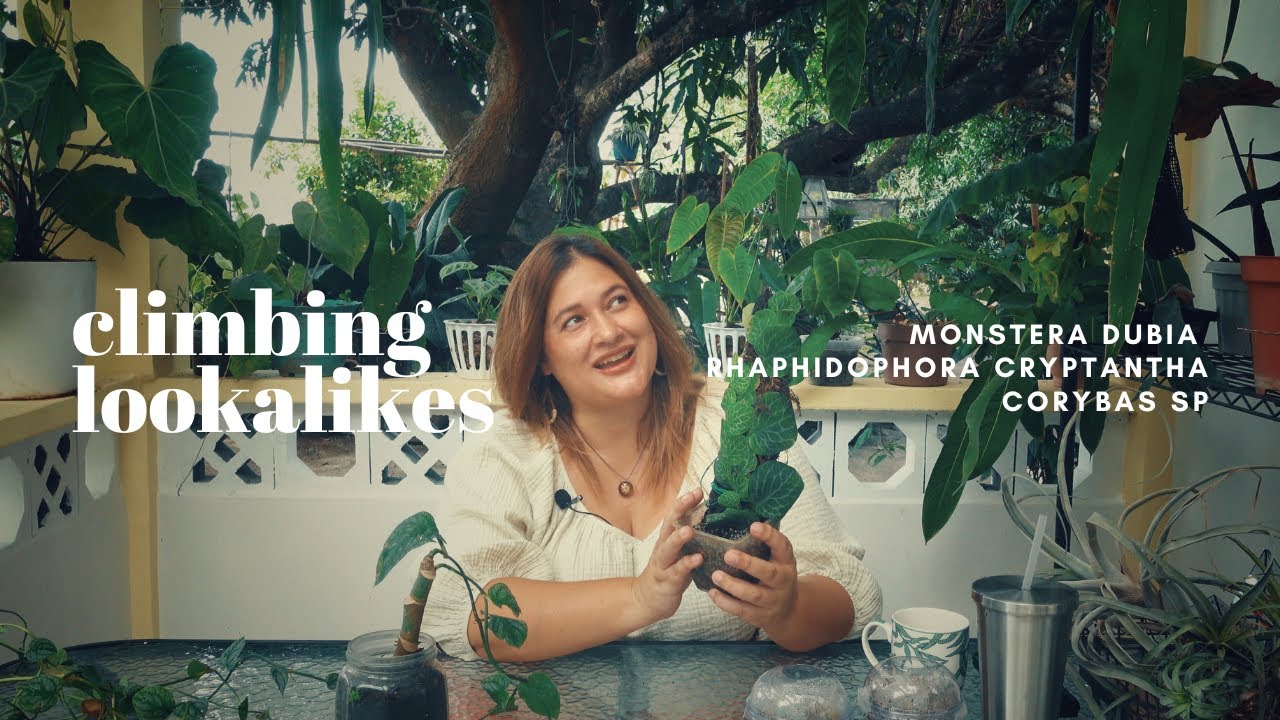 MONSTERA DUBIA, RHAPHIDOPHORA CRYPTANTHA, CORYBAS SP. | How to Tell ...