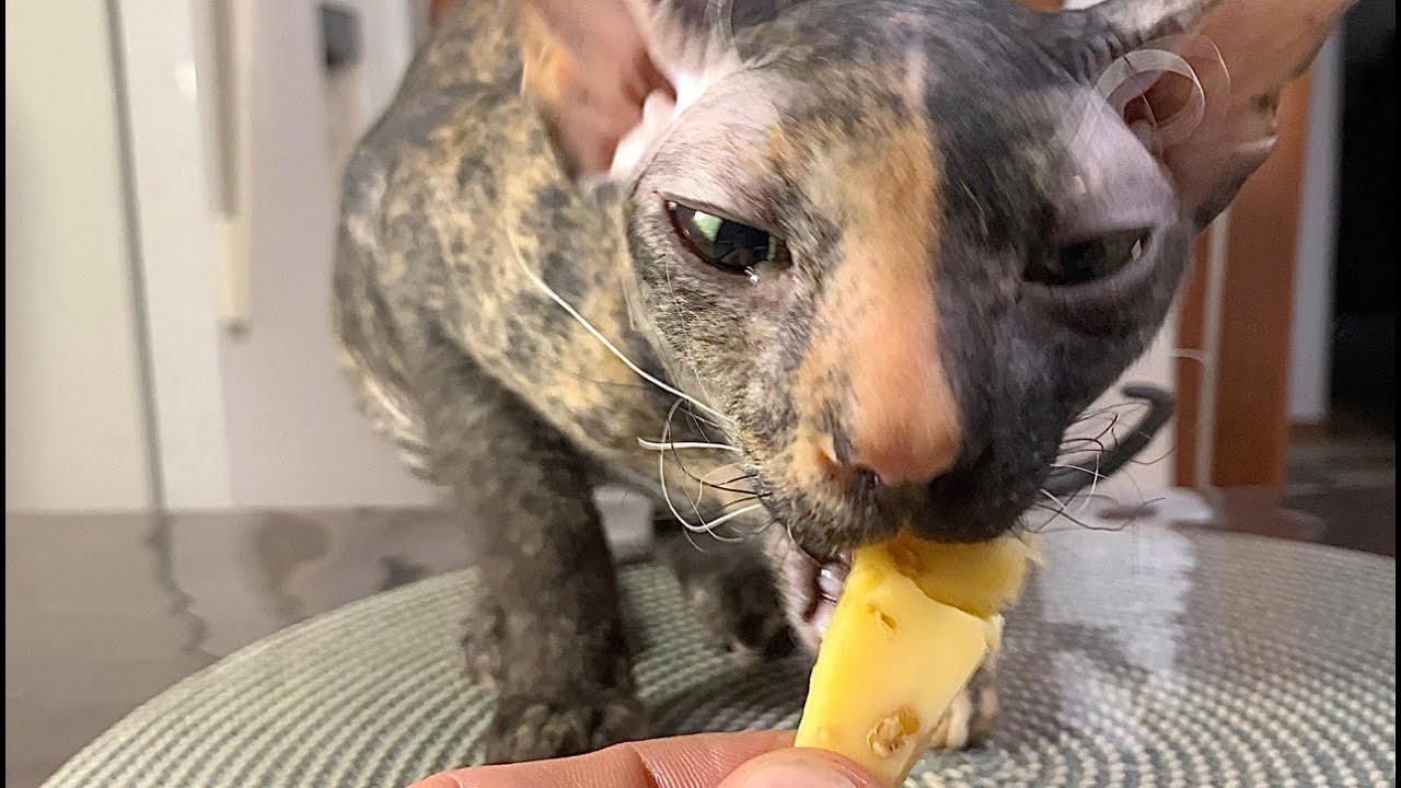 The cat loves cheese 🧀 cat and cheese | cat and food | 웃기는 고양이 - YouTube