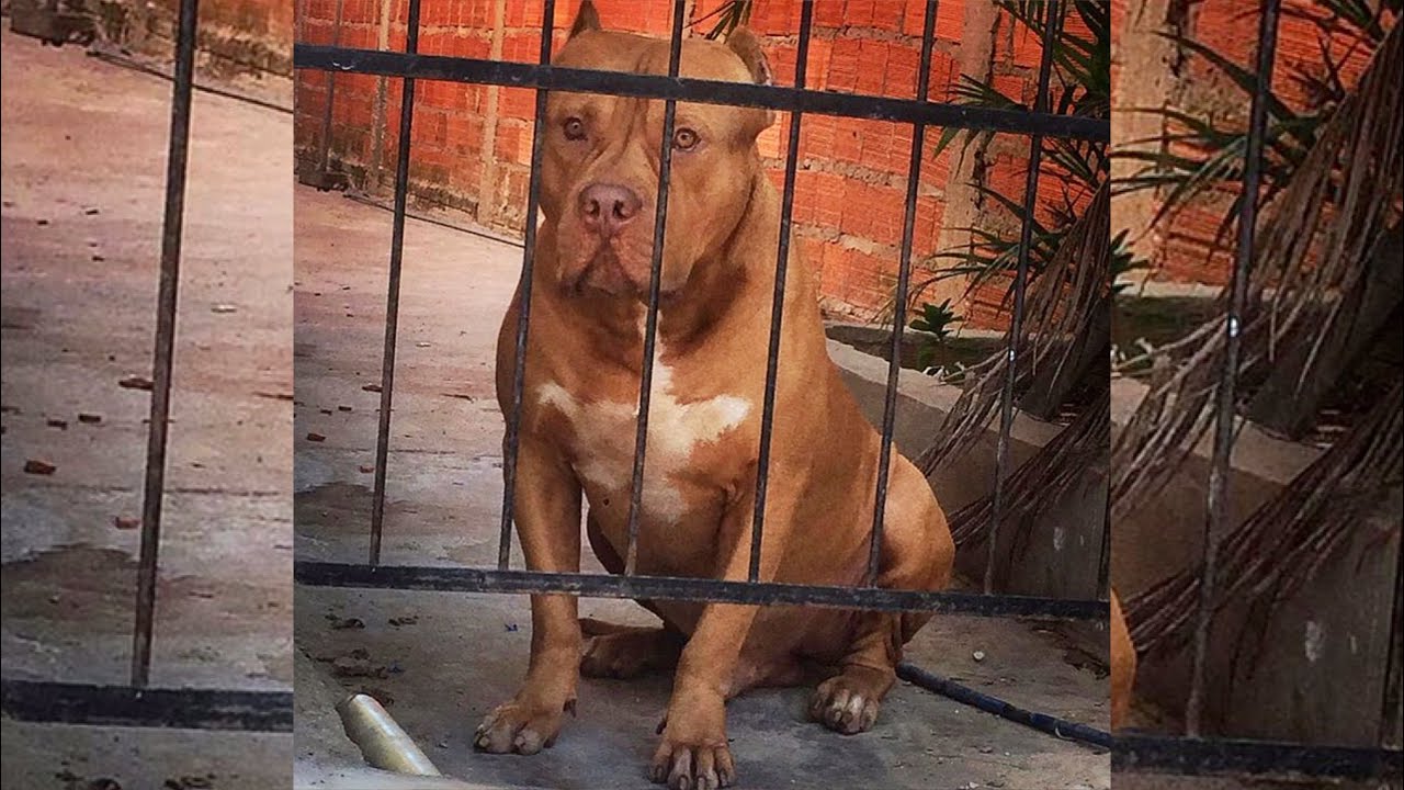 Pit Monster Demolidor o Monster do PITKENNELJRE | Pit Monster TV ...