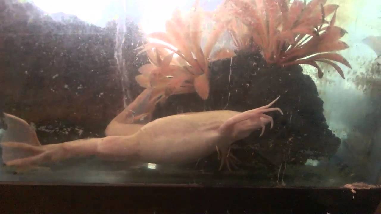como cuidar una rana albina / xenopus laevis / rana africana - YouTube