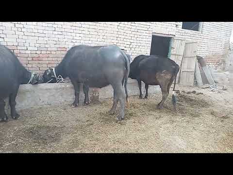 bedfellow farming in the world 🌎