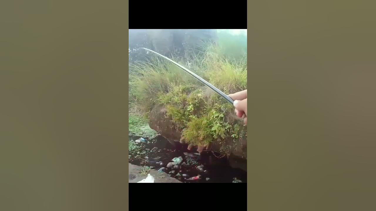 Mancing Ikan Red Devil Umpan Udang - YouTube