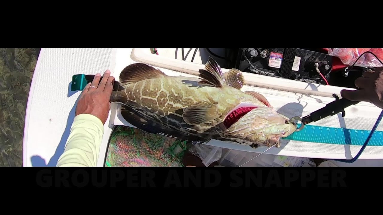 Grouper and Snapper - YouTube