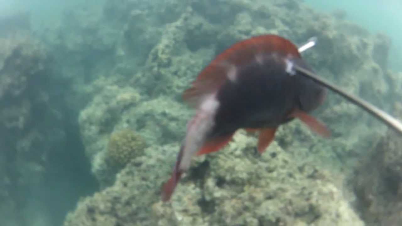 Uhu (parrot fish) - YouTube