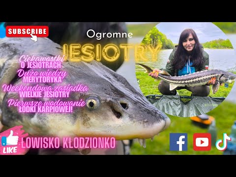 Wielkie JESIOTRY | MERYTORYKA o jesiotrach | Test łódki zanętowej ...