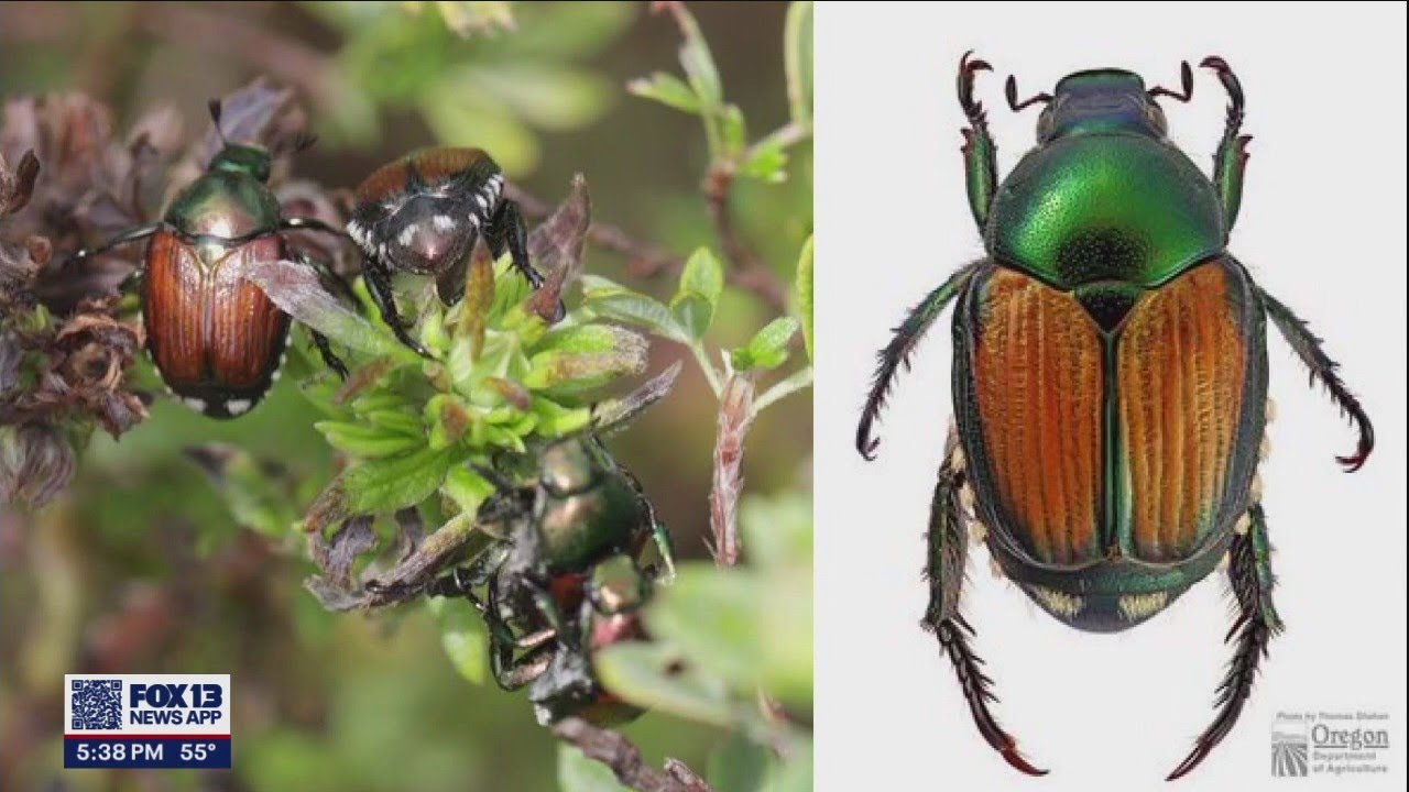 Invasive Japanese beetles found in Yakima County | FOX 13 Seattle - YouTube