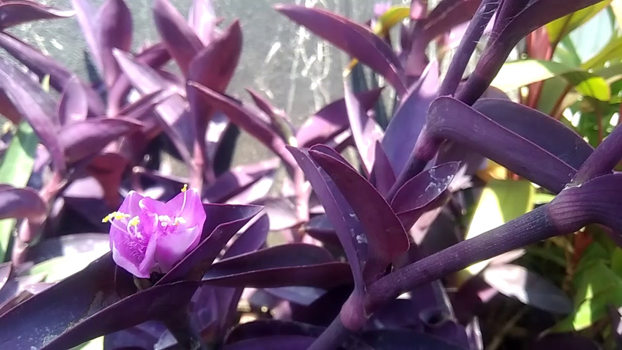 Bunga adam hawa /Purple Heart /Hati Ungu (Tradescantia Pallida ...