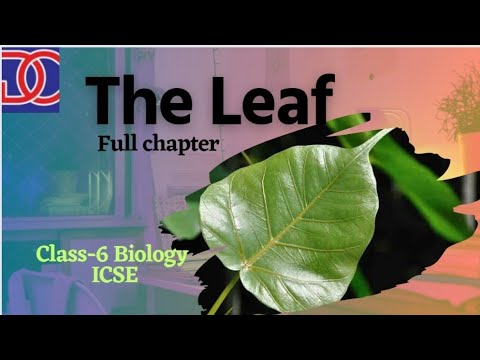 Class-6,Biology, ICSE, The Leaf, Full chapter - YouTube