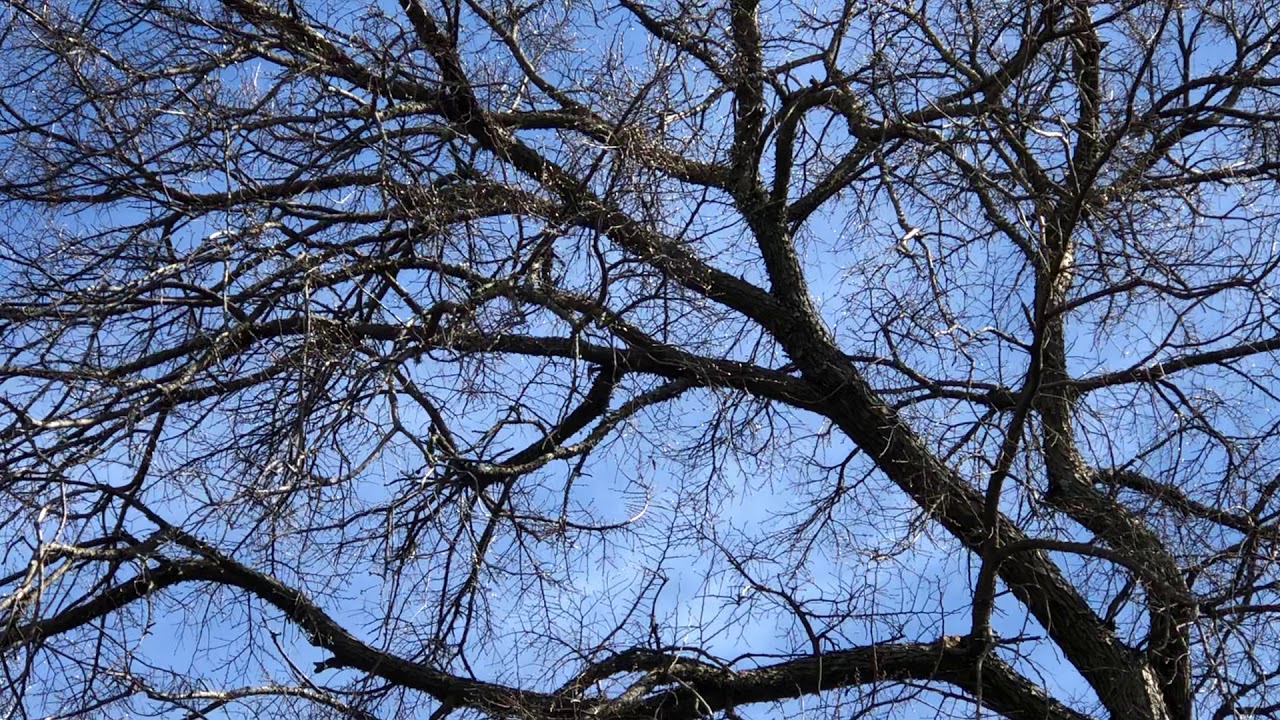 Tree Top in Breeze - YouTube