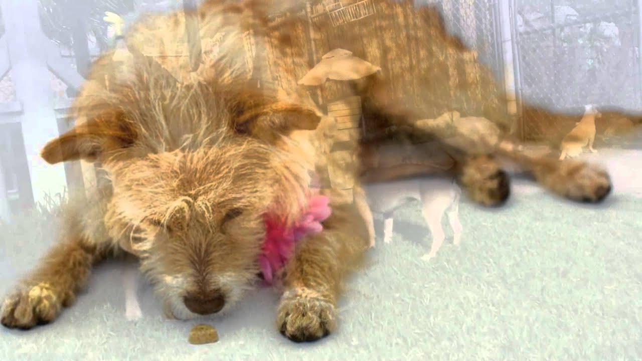Harper from Camp Pendleton Animal Shelter 1080p - YouTube