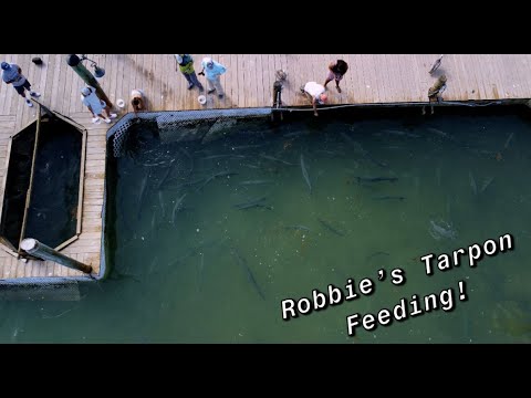 Tarpon & Shark Feeding at Robbie's, Islamorada FL - YouTube