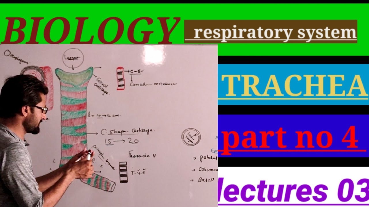 trachea structure of trachea #respiratory system parts #histology of ...