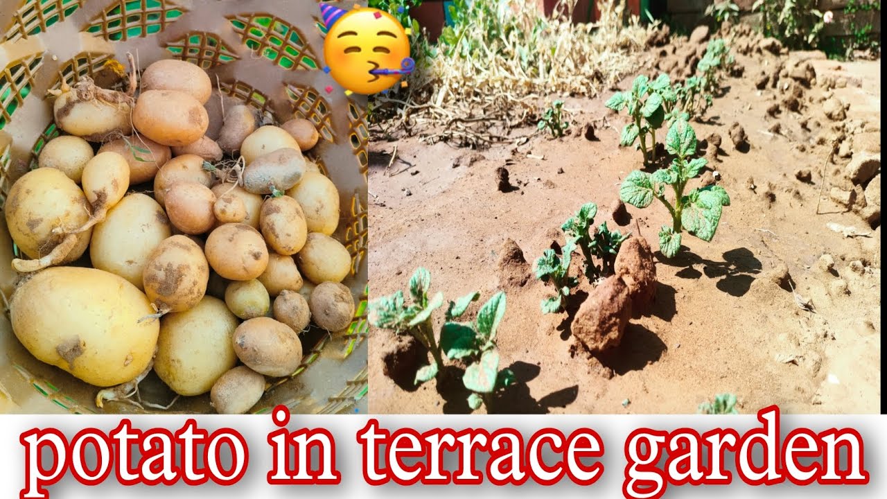 potato in the terrace garden (part-2) #potato #plants #harvesting # ...