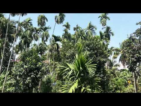😍❤️❤️hawa chaleu haluka vayeni#dhanisampang #nature #subscribemychannel 