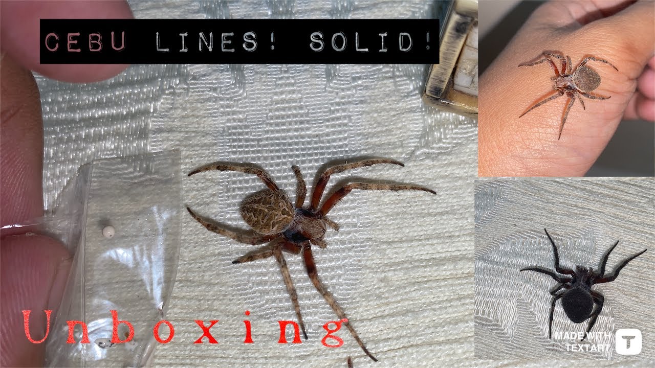 Spider Unboxing! Cebu lines derby spider , ang solid - YouTube