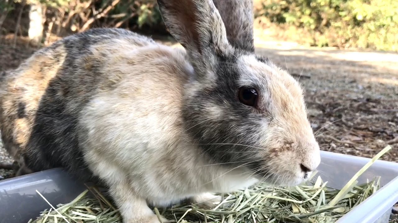 I just fed some timothy to a slightly emaciated wild rabbit! - YouTube