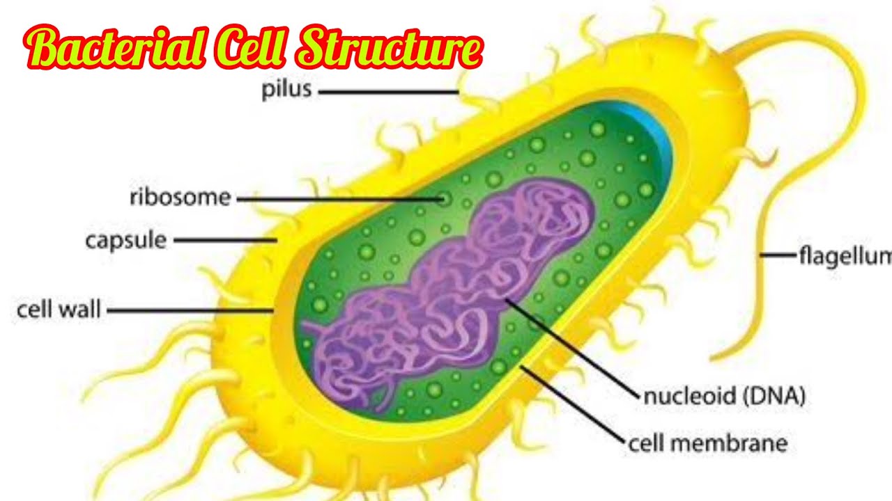 Microbiology Notes Bacterial Cell Structure Youtube - Riset Microbiology Notes Bacterial Cell Structure Youtube - Riset
