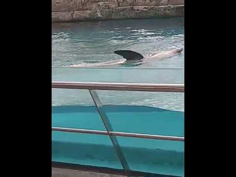 Dolphin Waving bye!!!! - YouTube