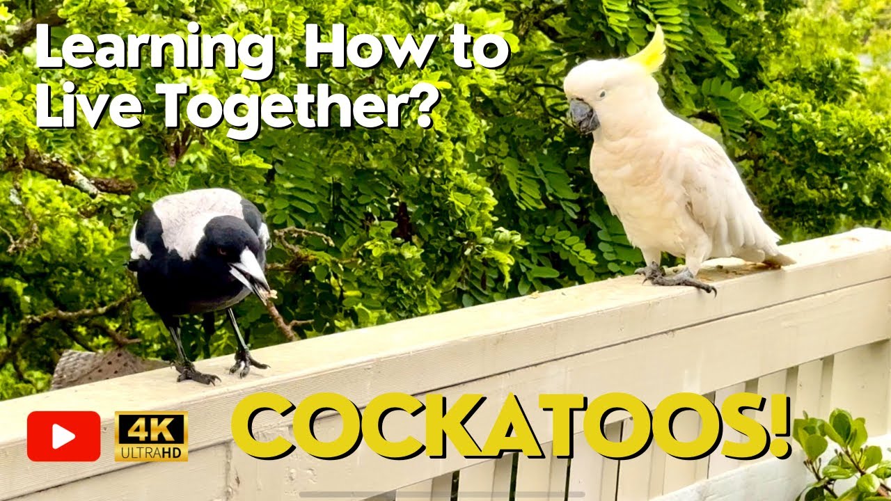 Adorable Cockatoo and Cheeky Magpie Learning to Feast Together! 🍽️🥂🦜Is ...