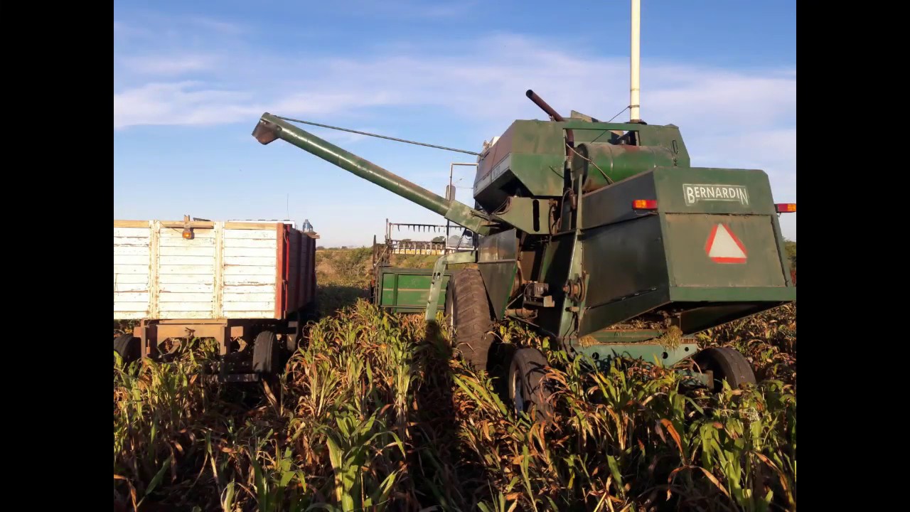 cosecha de sorgo. sorghum harvest 2019 - YouTube