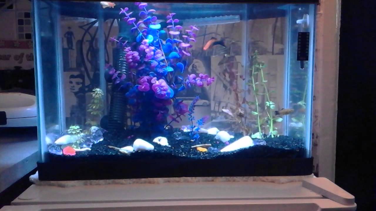 40 Litre Aquarium - YouTube