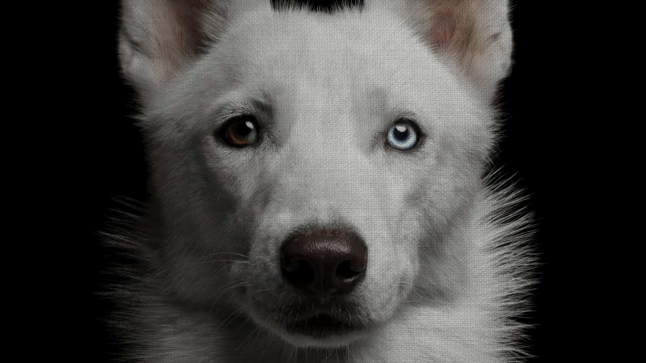 Pet Visuals Canvas Prints - YouTube