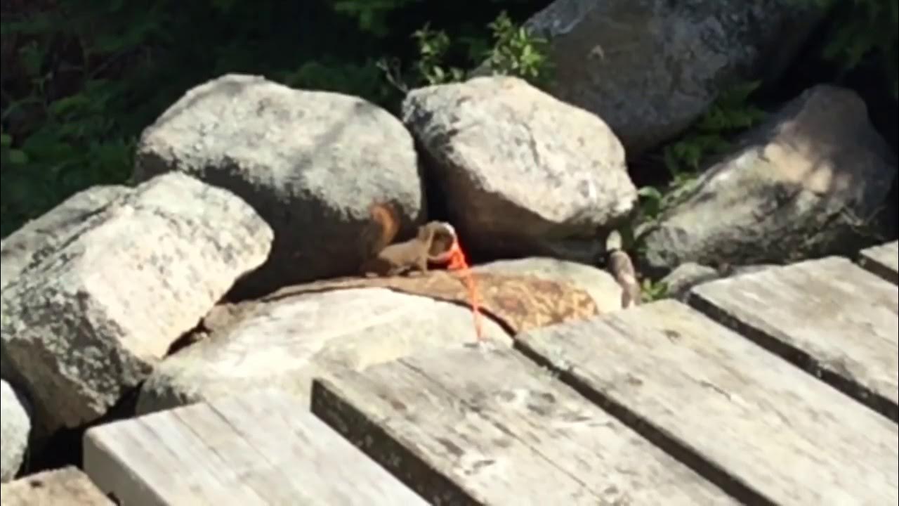 Epic squirrel launcher - YouTube