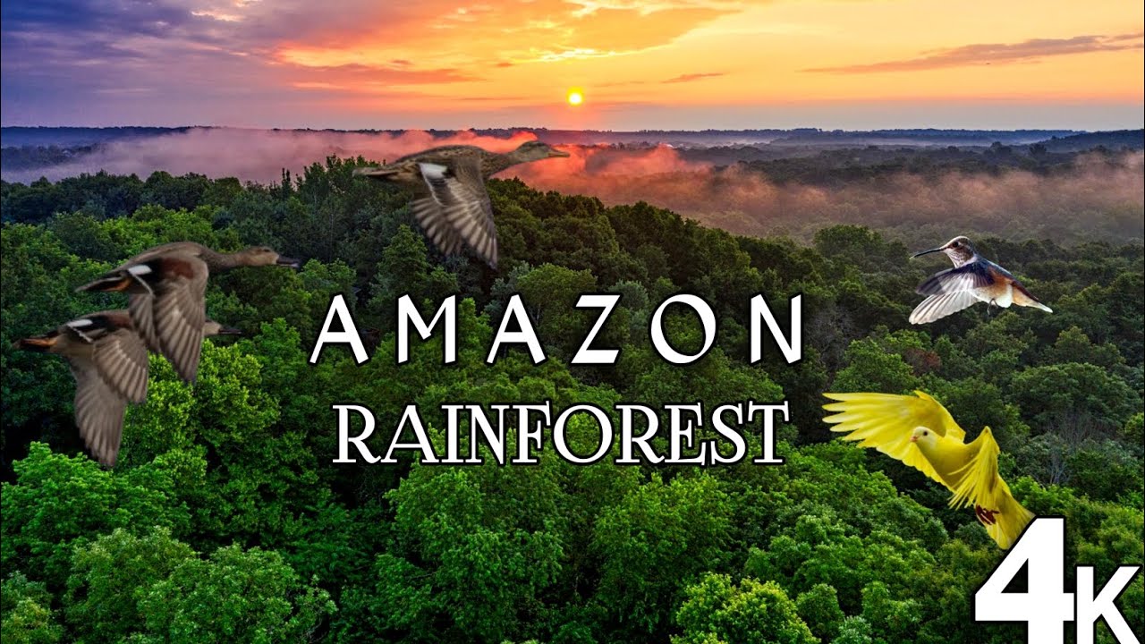 A glimpse of the Amazon Rainforest 4K Ultra HD video । Wildlife TTT ...