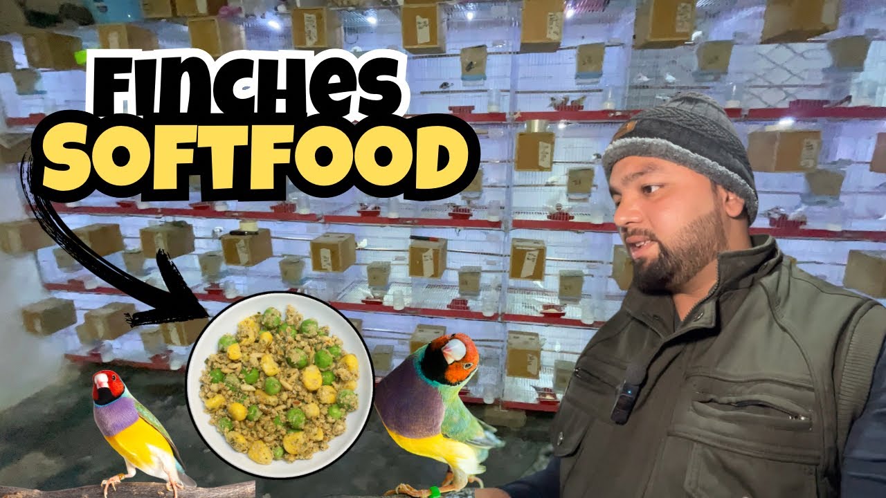 softfood for our Finches || Best sotfood for bird || Finch soft food ...