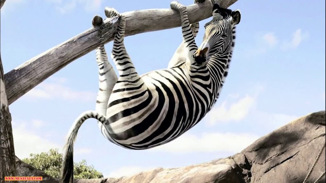 Animale Sălbatice - Zebra - YouTube