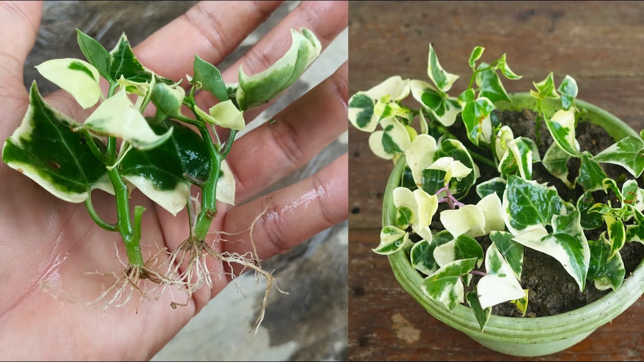 How to grow English Ivy plant from cuttings | Ivy plant propagation ...