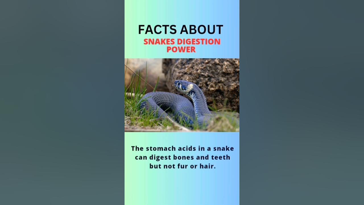 Facts about snakes digestion power || #facts #wildlife #animals #forest ...