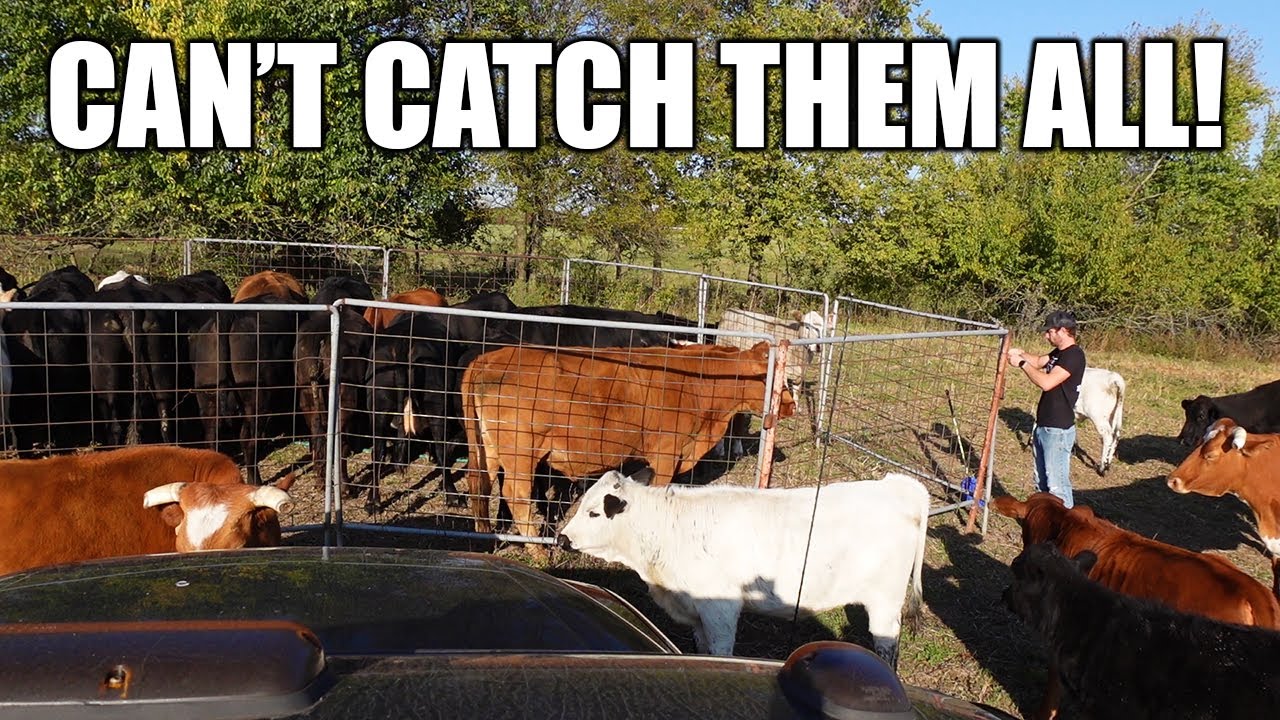 CATCHING CULL COWS IN A SKETCHY PEN! - YouTube