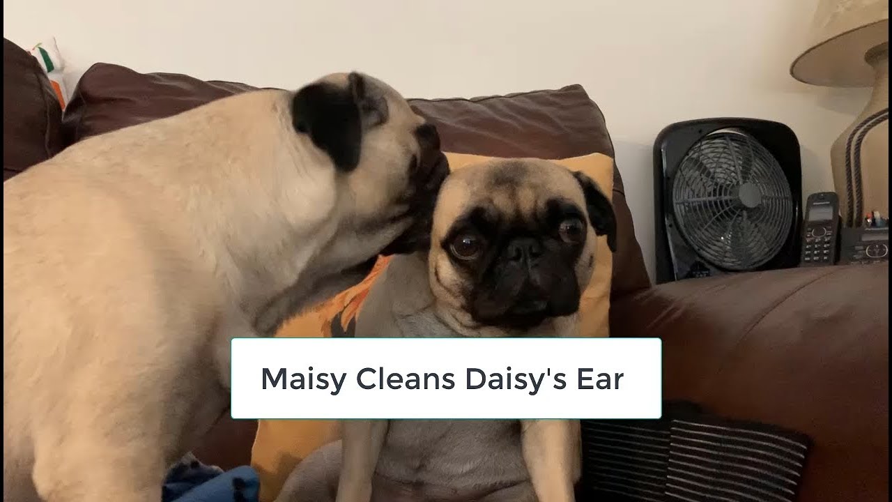 Maisy the Crazy Pug and Daisy Ear Washing - YouTube