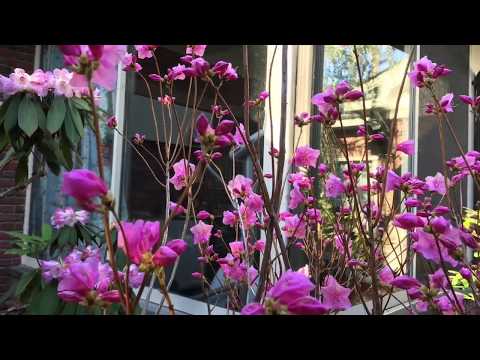 Spring Garden 2017
