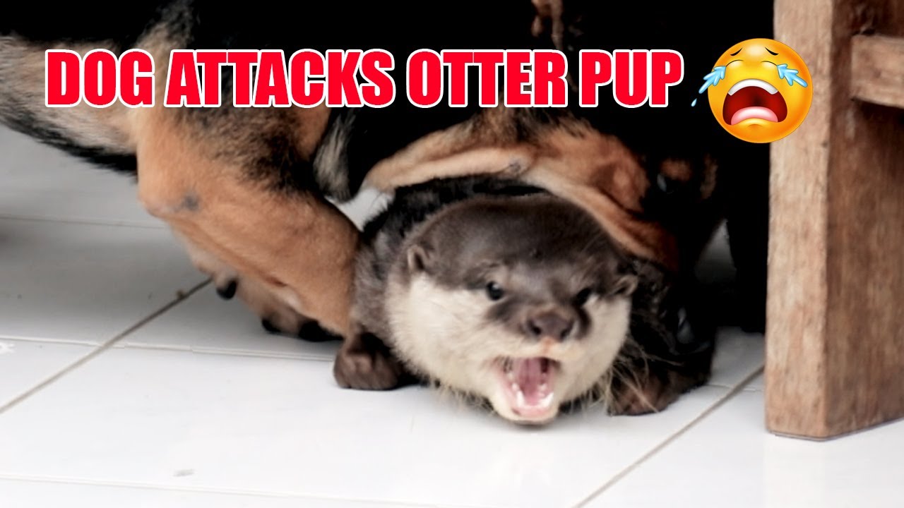 DOG ATTACKS OTTER PUP - YouTube