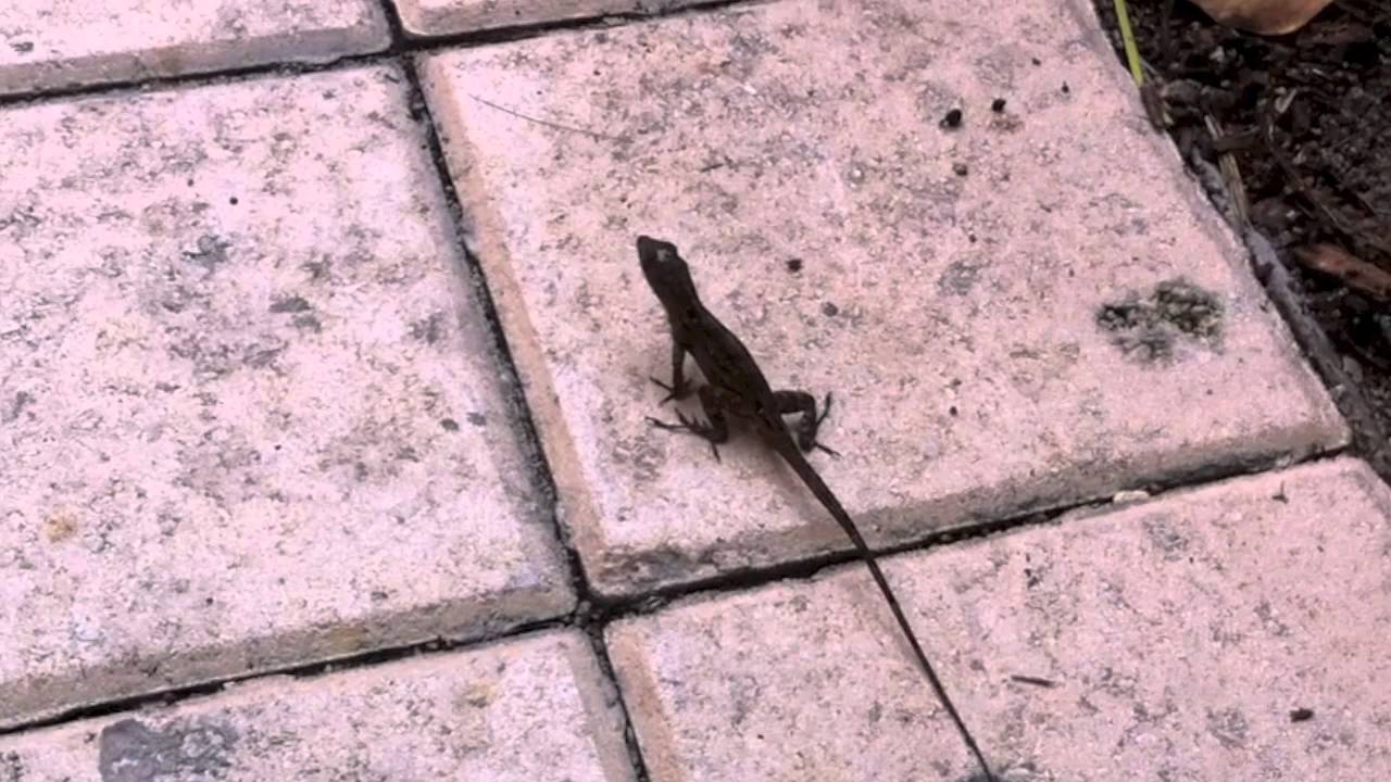 Lizard Doing Pushups - YouTube