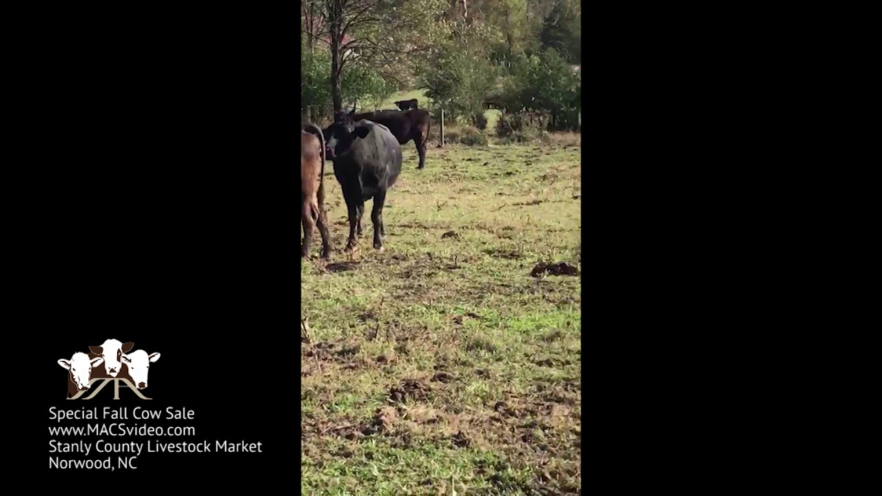 Special Fall Cow Sale - Earnhardt Farms - YouTube