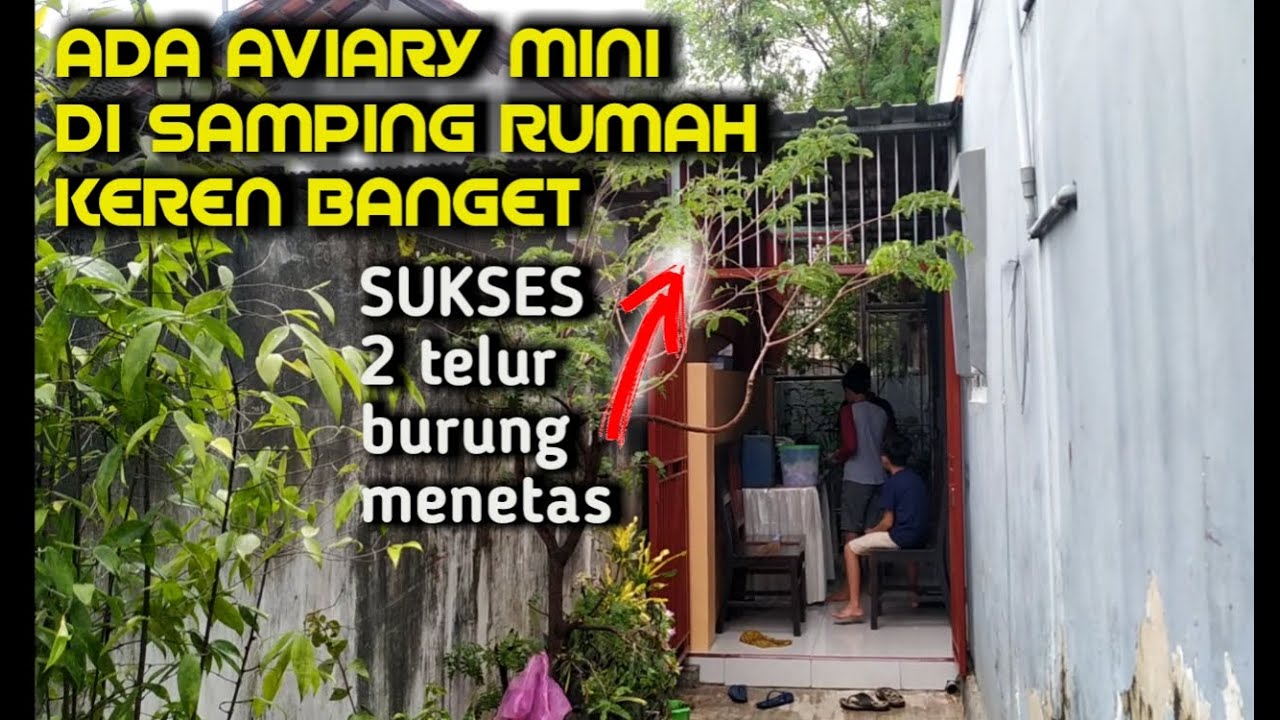 Contoh aviary mini di samping rumah yang sangat keren, burung betah ...