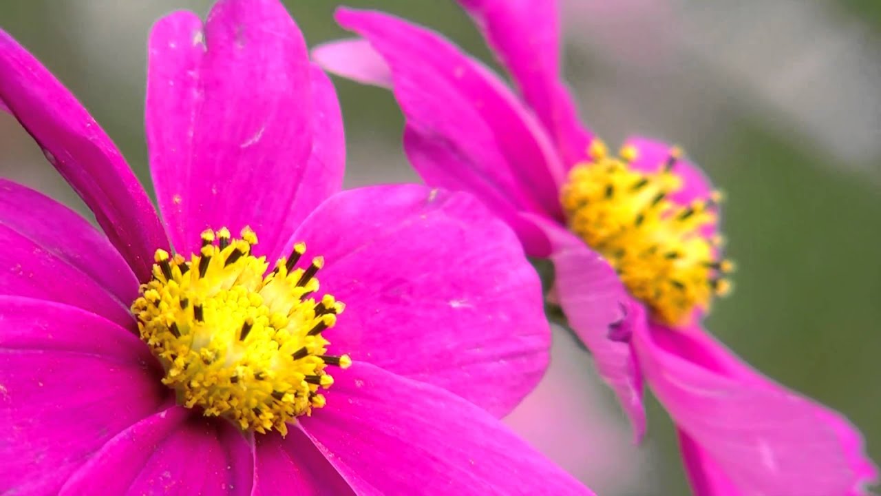 JVC Everio GZ-HM1 Cosmos Flower Tele Macro shots - YouTube