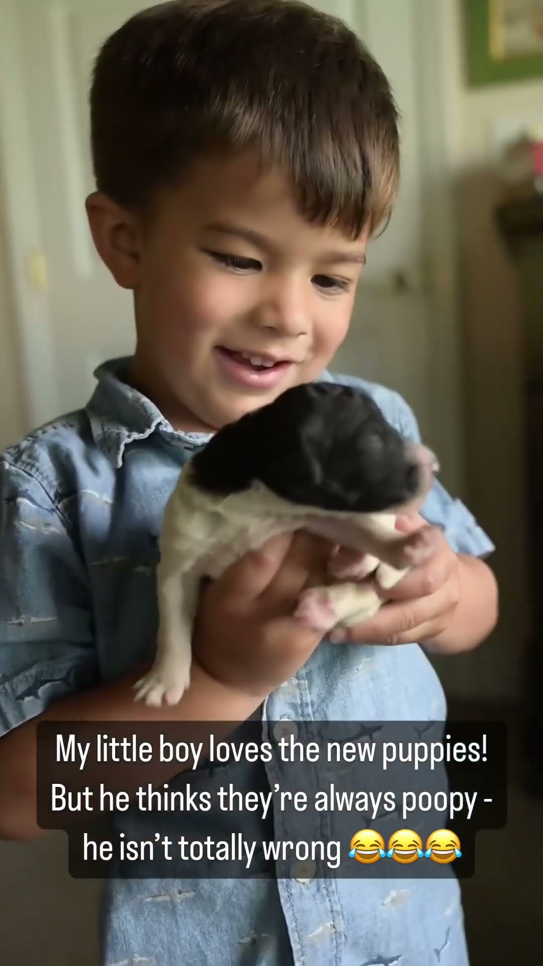 My toddler says the puppy is Poopy! :D #standardpoodle #puppy # ...