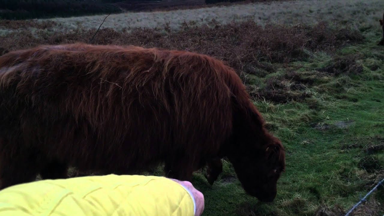 Sheffield cows graze everywhere - YouTube