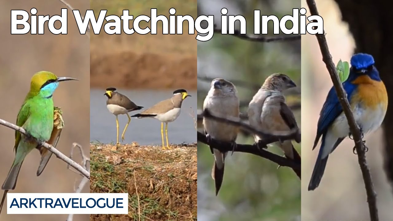Bird watching in India | Bird Photography | Our local Birds - 01 | ARK ...