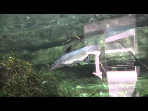 Peixe Pirá: características, alimentação e sua reprodução