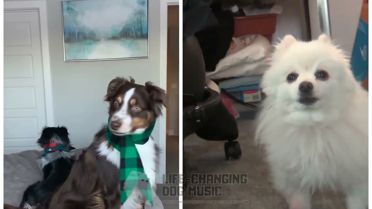Close To You but Dogs Sung It (Dogs Version Cover) - YouTube